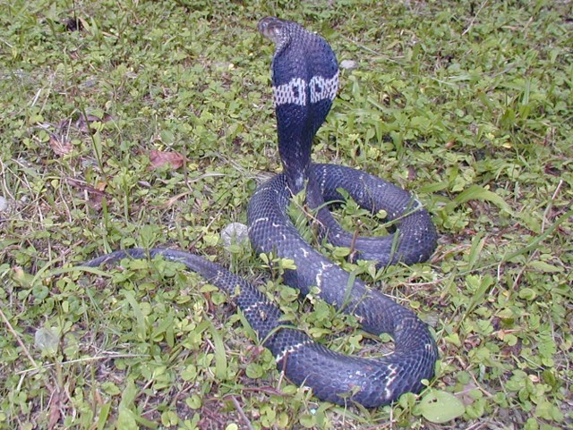 Venomous Snakes in Taiwan 台灣的毒蛇 | 衛教單張 - China Medical University Hospital