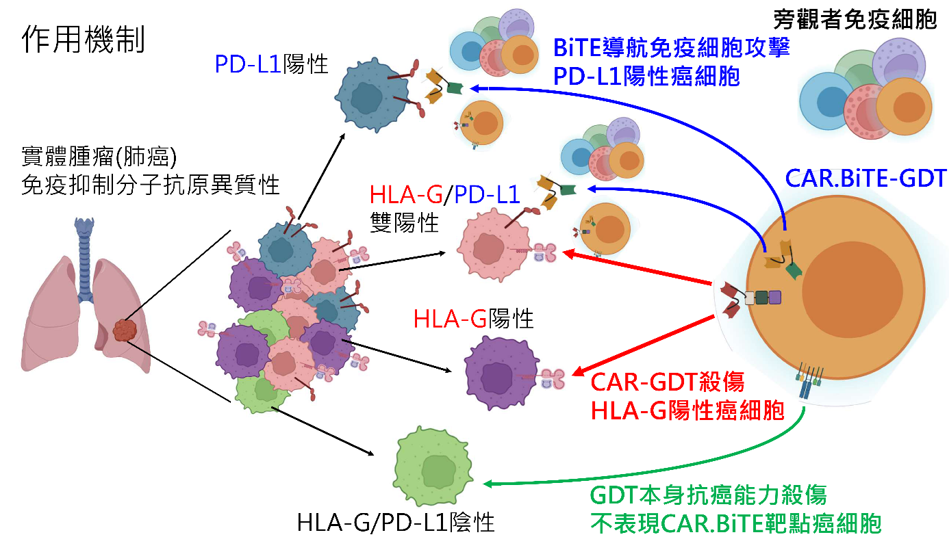 中國醫藥大學附設醫院攜手長聖生技 「CAR.BiTE-GDT 細胞治療」多元精準領航全球 異體多靶向奈米CAR-T 動物實驗超過9成實體癌症 ...